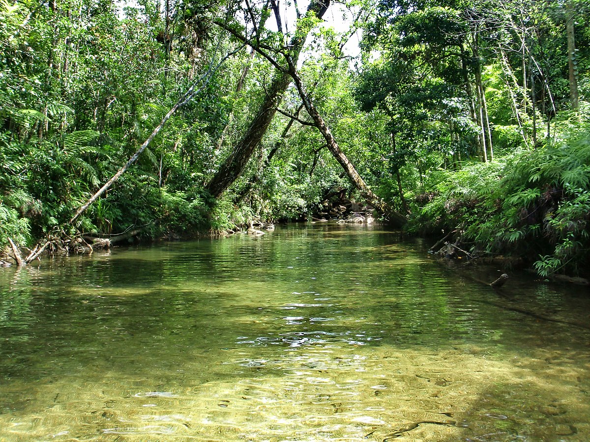 Encounter #3: Alligators Nest – QLD – Yowie Tracks