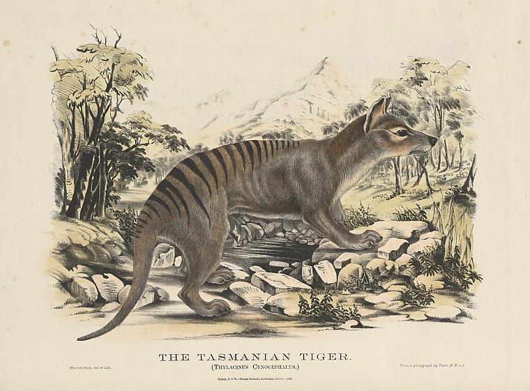 About – Yowie Tracks