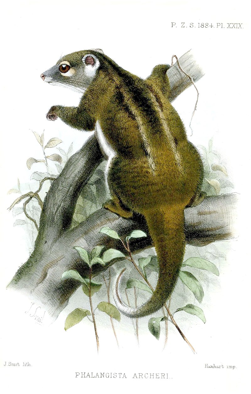 Historical Account #11: Was a real Marsupial Tiger shot in a 1932 ...